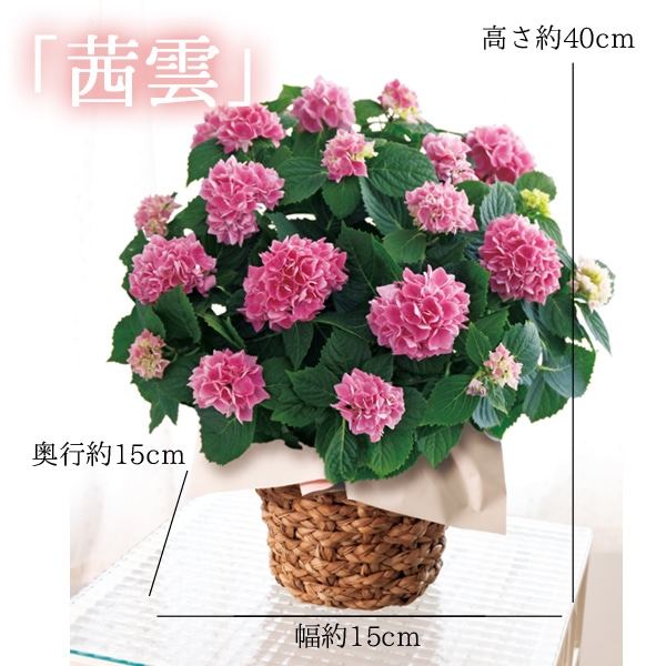 母の日 プレゼント ギフト アジサイ 花 あじさい 鉢植え 選べる3品種「茜雲」 送料無料（北海道・沖縄を除く）: 風味絶佳.山陰｜ANA ...